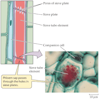 Aprender é Viver !: Xilema e Floema